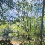 2 Hour Guided Clear Glass Bottom Kayak Tour Gilchrist Blue Spring - The Itinerary in Detail
