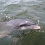 2 Hour Kayak Hilton Head Dolphin and Nature Tour - The Details That Matter