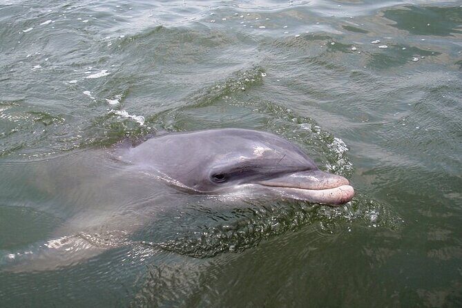 2 Hour Kayak Hilton Head Dolphin and Nature Tour - The Details That Matter