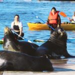 2-Hour Kayak or Paddleboard with Sea Lions in Marina del Rey - Final Thoughts: Is It Worth It?