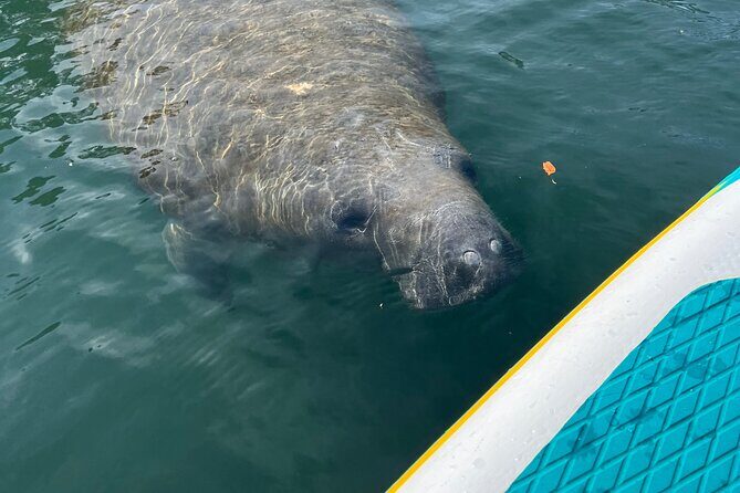 2 Hour Paddle Board Rental - Who Should Consider This Experience?