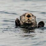 2 Hour Private Marine Wildlife Tour - Why Choose This Tour?