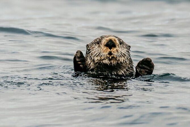 2 Hour Private Marine Wildlife Tour - Why Choose This Tour?
