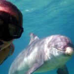 2 Hour Snorkeling and Dolphin Tour - The Itinerary Breakdown