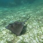 2 hour snorkeling in Arrecife de Puerto Morelos - Group Size and Practical Considerations