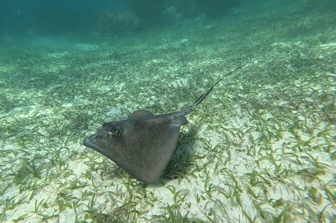 2 hour snorkeling in Arrecife de Puerto Morelos - Group Size and Practical Considerations