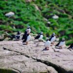 2 Hours Guided Whale and Bird Boat Tour in Bay Bulls - Why This Tour Works for Different Travelers