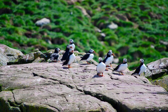 2 Hours Guided Whale and Bird Boat Tour in Bay Bulls - Why This Tour Works for Different Travelers