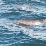 2 Hours Swim with the Dolphins in Panama City - What the Tour Looks Like