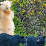 2 hr Private Custom Tour of Ketchikan (4 people) Wildlife + More - A Closer Look at the Itinerary
