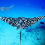 2 Ocean Dives: MUSA Underwater Museum and Manchones Reef - Whats Included and Whats Not