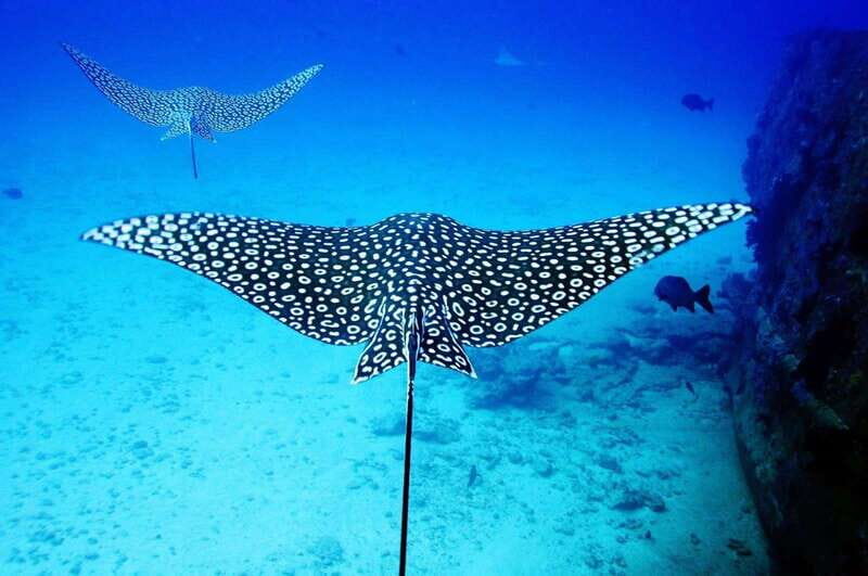 2 Ocean Dives: MUSA Underwater Museum and Manchones Reef - Whats Included and Whats Not
