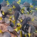 2 Tank Combo Cabo Reserve & Corridor, certified divers with MANTA - What’s Included and What’s Not