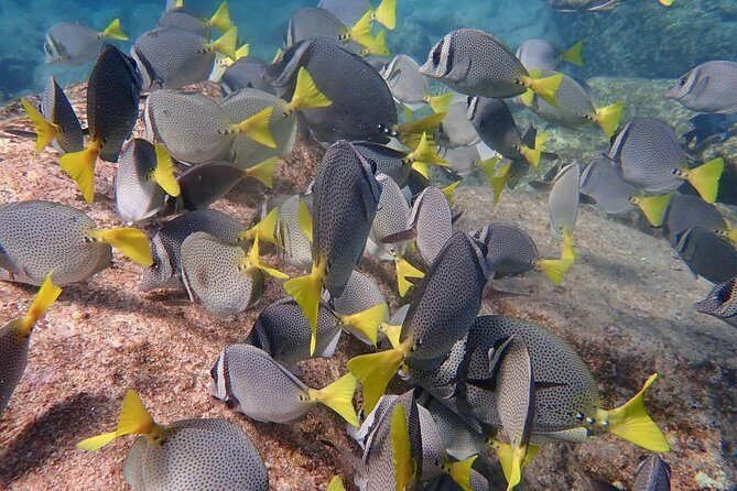2 Tank Combo Cabo Reserve & Corridor, certified divers with MANTA - What’s Included and What’s Not