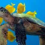 2-Tank Daytime Scuba Dive Boat Trip - Who Will Love This Tour?
