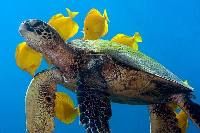 2-Tank Daytime Scuba Dive Boat Trip - Who Will Love This Tour?