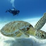 2-Tank Morning or Afternoon Dives in Playa del Carmen certified Divers Only - Analyzing the Price: Is It Worth It?