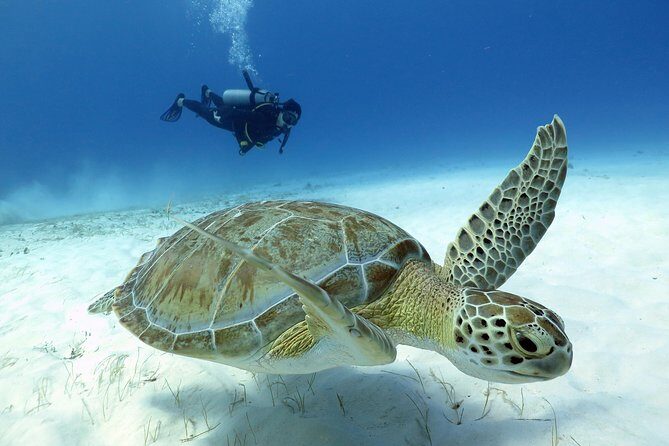 2-Tank Morning or Afternoon Dives in Playa del Carmen certified Divers Only - Analyzing the Price: Is It Worth It?