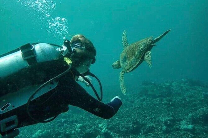 2 Tank Shore Dive at Sea Turtle Cove - The Value of This Tour