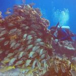 2 Tanks Scuba Diving in Punta Cancun Reefs for Certified Divers - What to Expect on the Tour