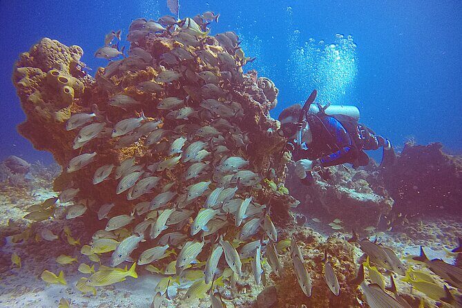 2 Tanks Scuba Diving in Punta Cancun Reefs for Certified Divers - What to Expect on the Tour