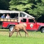 3 - 3.5 HR Smoky Mtn. Cherokee Eco Elk Safari Jeep Adventure - Who Will Love This Experience?