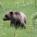 3 Day Banff National Park Johnston Canyon Voyage Car Tour - What’s Included and What’s Not