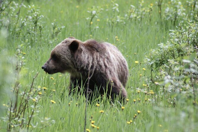 3 Day Banff National Park Johnston Canyon Voyage Car Tour - What’s Included and What’s Not