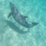 3 Hour Dolphin Tour and Snorkeling in Shell Island - The Value of a Private Tour