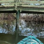 3 hour E.G. Simmons Park Mangrove Tunnel Tour - The Experience: What You’ll See and Feel