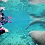 3 Hour Guided Manatee Snorkel - Why Choose This Tour?