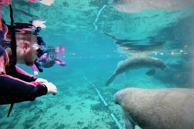 3 Hour Guided Manatee Snorkel - Why Choose This Tour?