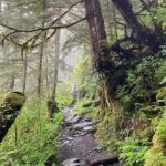 3-Hour Rainforest, Beach & Wildlife Walk - Authentic Encounters & Wildlife Viewing