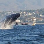 3-Hours Dolphin and Turtle Watching in Puerto Escondido - An In-Depth Look at the Marine Safari Experience