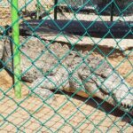 3 Palos Lagoon AfroMex Village Turtle Release & Croc Farm Visit - Key Points