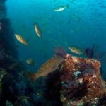 3 Tank Combo Cabo Reserve & Corridor, Certified Divers with MANTA - The Experience and Guides
