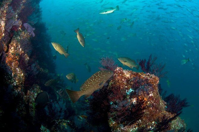 3 Tank Combo Cabo Reserve & Corridor, Certified Divers with MANTA - The Experience and Guides