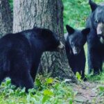 3hr Custom Private Tour of Ketchikan (4 People) Wildlife + More - The Real Benefit of a Private Tour