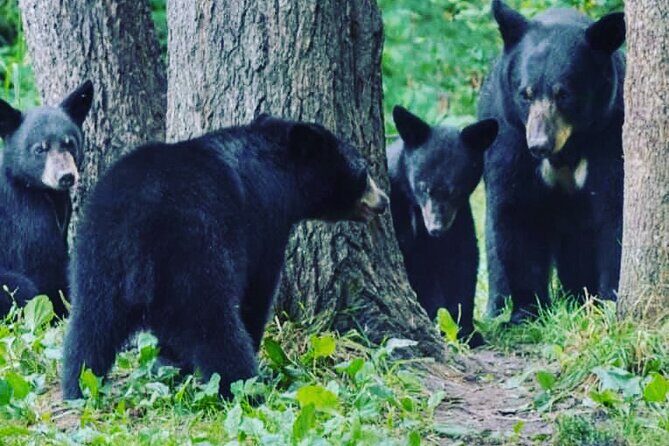 3hr Custom Private Tour of Ketchikan (4 People) Wildlife + More - The Real Benefit of a Private Tour