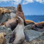 4 Hour Afternoon Whale Watching Tour - The Sum Up