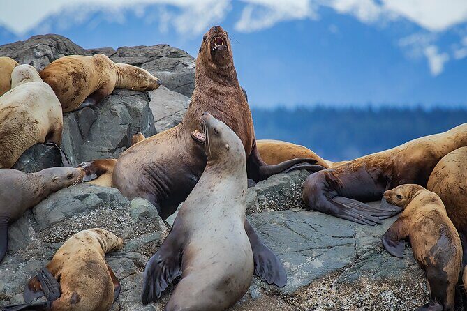 4 Hour Afternoon Whale Watching Tour - The Sum Up