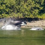 4 Hour Campbell River Whale & Wildlife Tour | Discovery West - Key Points