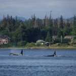 4 hour Covered Boat Whale and Wildlife Tour - Authentic Feedback from Travelers