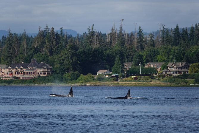 4 hour Covered Boat Whale and Wildlife Tour - Authentic Feedback from Travelers