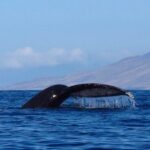 4-Hour Makena Whale Watch Tour - Detailed Itinerary and Highlights