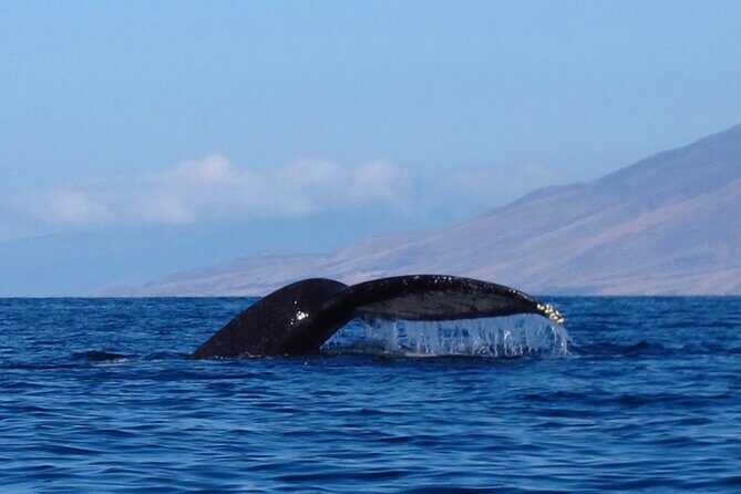 4-Hour Makena Whale Watch Tour - Detailed Itinerary and Highlights