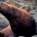 4-Hour Wildlife and Coastal Tour in Juneau, Alaska - An In-Depth Look at the Tour Experience