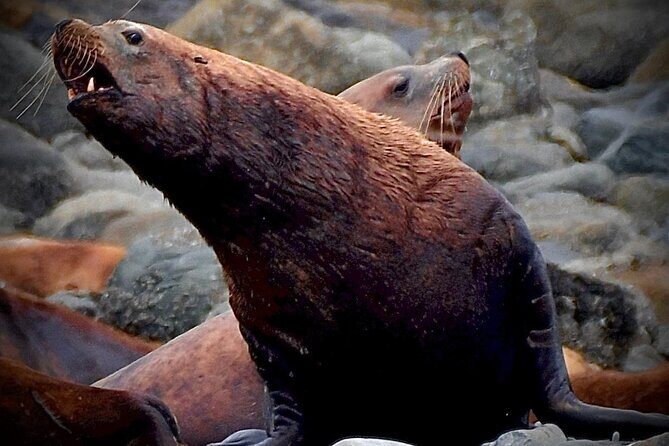 4-Hour Wildlife and Coastal Tour in Juneau, Alaska - An In-Depth Look at the Tour Experience