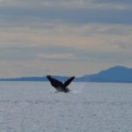 4 hour Zodiac Whale and Wildlife Tour - The Practicalities: What It’s Like to Join the Tour