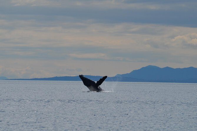 4 hour Zodiac Whale and Wildlife Tour - The Practicalities: What It’s Like to Join the Tour
